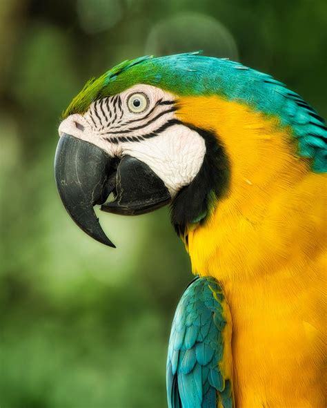 Bird Macaw Animal Free Photo On Pixabay Pixabay