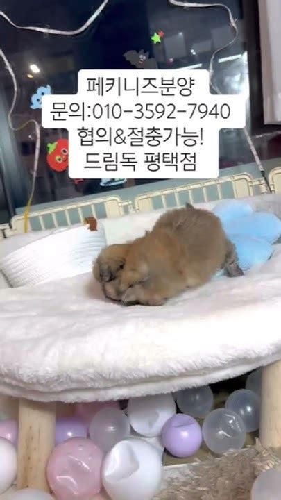 페키니즈 페키니즈분양 페키니즈책임분양 강아지 강아지분양 강아지책임분양 강아지입양 브이로그 애견분양 애견입양 분양 입양 책임분양 Youtube