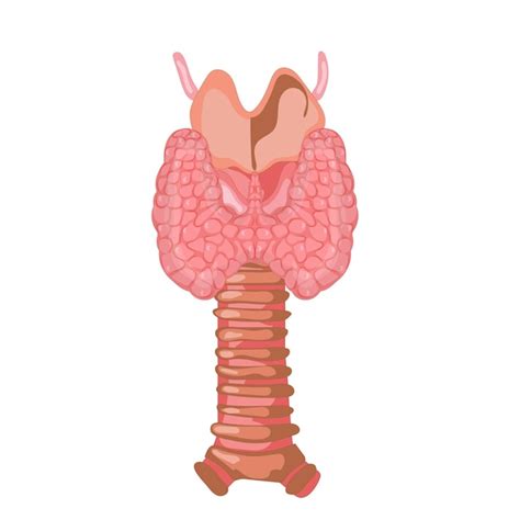 Premium Vector Thyroid Gland