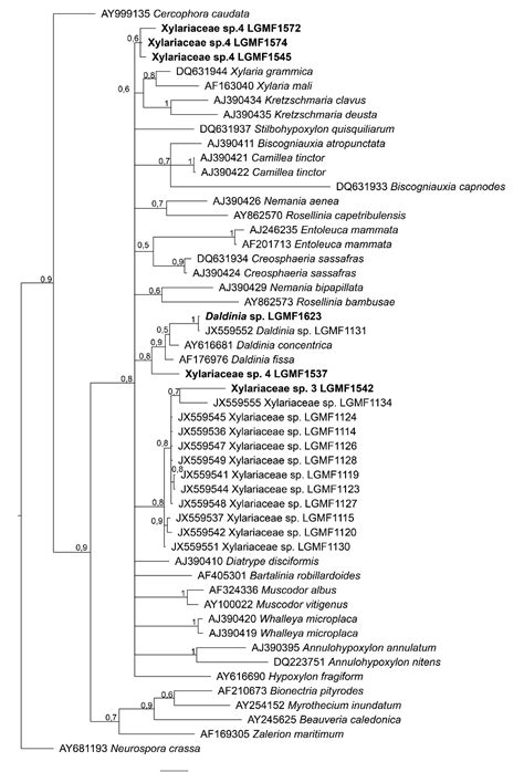 Figure 2 From Bioprospecting And Structure Of Fungal Endophyte Communities Found In The
