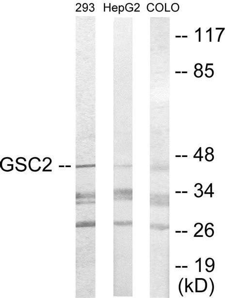 Gsc2 Colorimetric Cell Based Elisa High Sensitivity