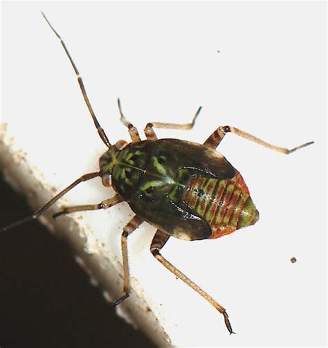 Plant Bug Lygus Bugguide Net