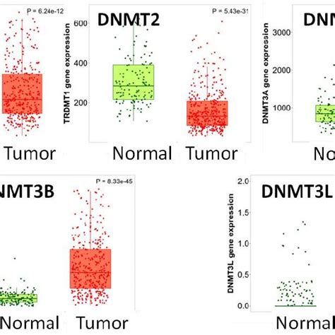 Dnmts Mrna Expression In Normal Vs Tumor Rnaseq Data From Tcga Gtex