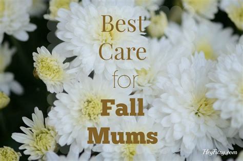 Fall Mum Care How To Care For Your Fall Mums