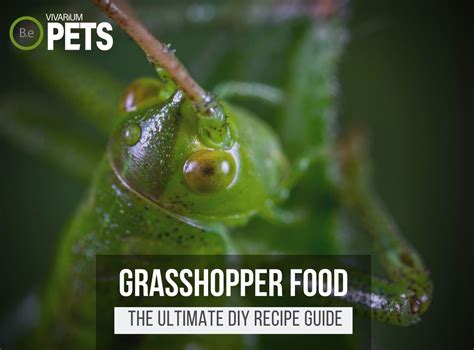 What Do Grasshoppers Eat Diy Grasshopper Food Recipe