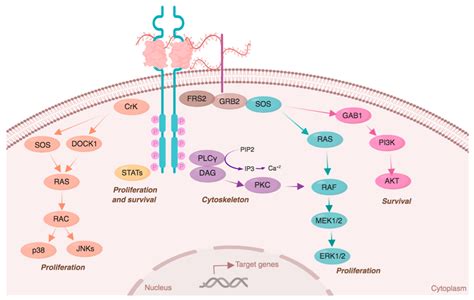 7 Cell Survival Signaling Pathways Growth Factors Metastatic Stem Cells Sources Niches And