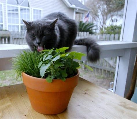 DIY Pet Grass Cat Nip Cat Garden