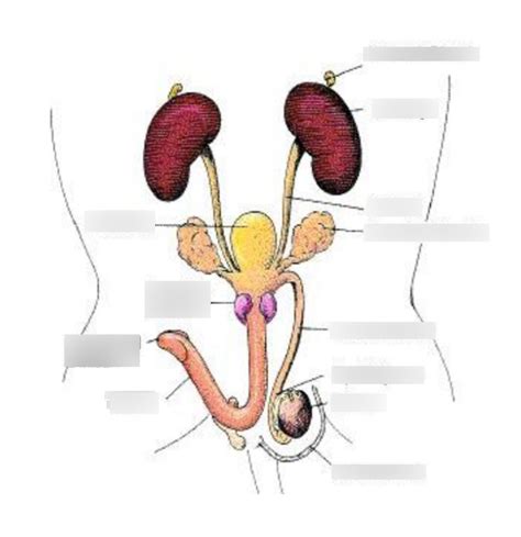 Male Reproductive 1 Diagram Quizlet