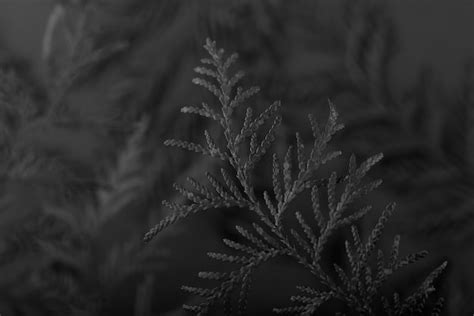 나뭇잎과 초목 질감이 있는 검정색 배경 무료 사진