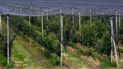 Hail Netting For Orchard Protection Eyouagro