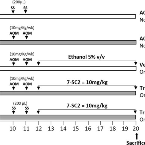 Experimental Procedure Used For The Aom Mouse Model Download Scientific Diagram