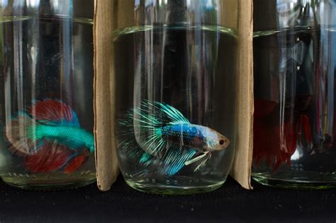 Images De Poisson Combattant Accessoires Téléchargement Gratuit Sur Freepik
