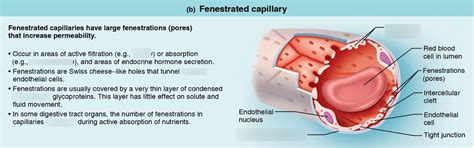 Aandp2 Fenestrated Capillary Diagram Quizlet