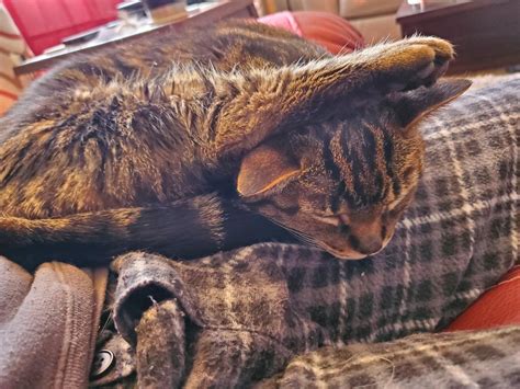 Is There An Actual Laxative For Cats R Cats