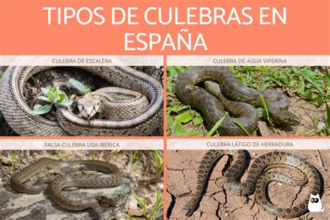 Tipos De Culebras Características Distribución Y Fotos