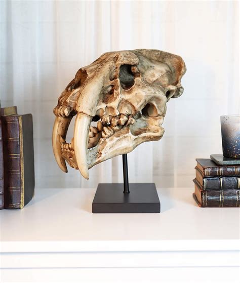 Saber Tooth Tiger Skull Front