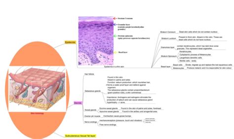 Skin Path Flashcards Quizlet