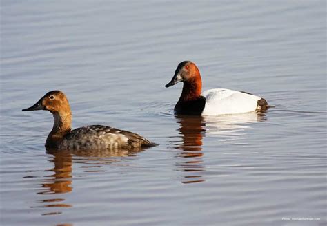 Canvasback Ducks Unlimited