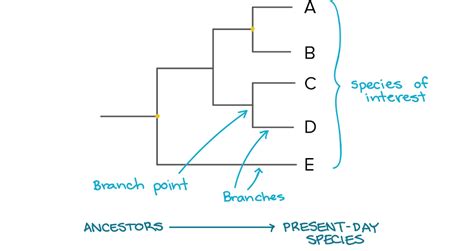 Random Questioning What Is A Molecular Clock And Why Is It Important