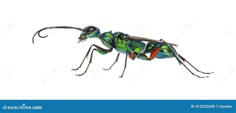 Emerald Cockroach Wasp Ampulex Compressa Royalty Free Stock Image