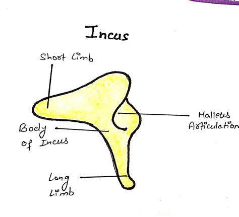 Anatomy And Physiology Of Middle Ear