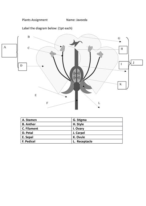 Plants Hw C B E F L G Plants Assignment Name Javeeda Label The Diagram Below 1pt Each A