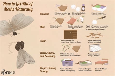 How To Get Rid Of Moths In My House At Steven Ralph Blog