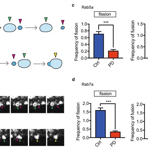 Vps35 Mutation Causes Defects Of Endosomal Fission And Fusion A Download Scientific Diagram
