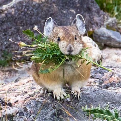 Colorado Pika Project Unites Hikers Scientists To Monitor Alpine