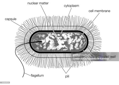 Bacillus Diagram
