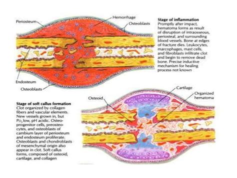 1structure And Function Of Mss Lecture1ppt