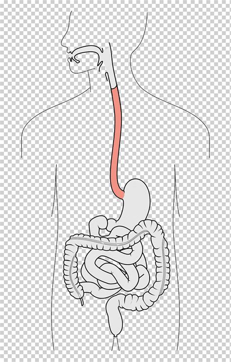 Sistema Digestivo En Blanco