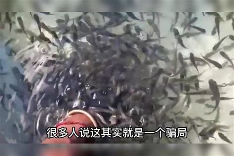 爱吃脚皮的温泉鱼有多恐怖一条死鱼放进去出来时只剩骨架 温泉鱼 骨架