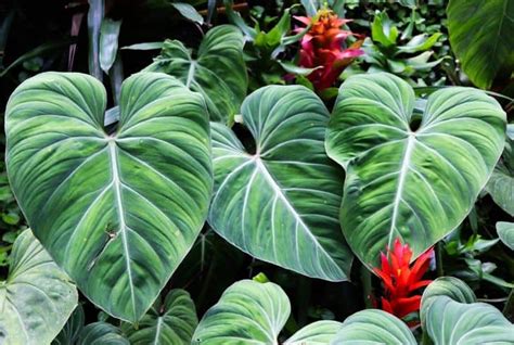 What Is Elephant Ear Plant And How Big Do Elephant Ear Plants Grow