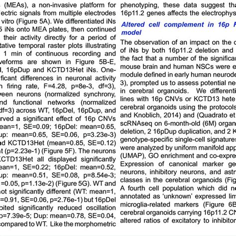 Altered Neurodevelopmental Signatures In 16p11 2 Cerebral Organoids Download Scientific