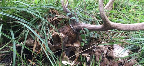 About My Research Carcass Research