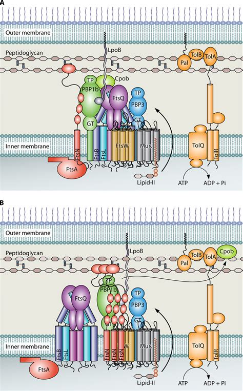 Schematic Representation Of The Possible Interactions And Activation In