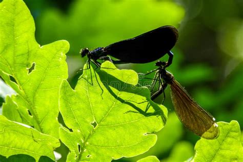 Sex Green Insects Stock Photos Free Royalty Free Stock Photos From Dreamstime
