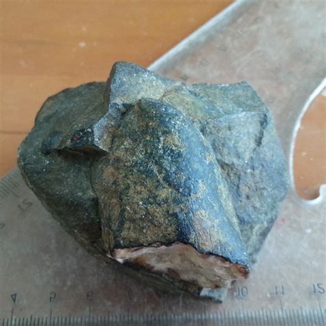 What Is The Fossil ResearchGate