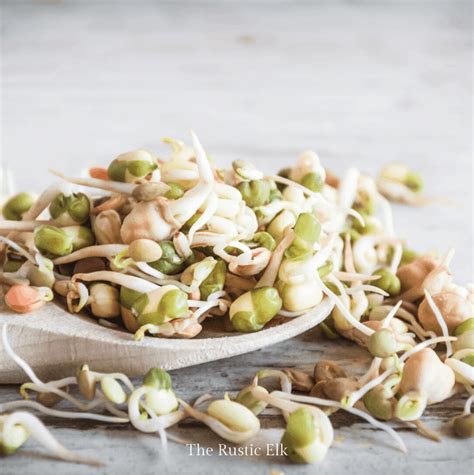 How To Test Seeds For Germination The Rustic Elk