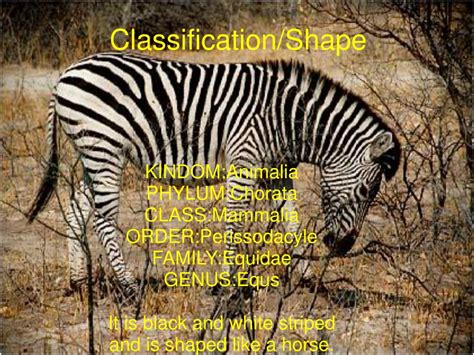 Ppt Zebra Powerpoint Presentation Free Download Id4070523