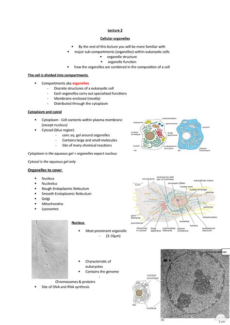 Lecture Cell Biology Lecture Cellular Organelles By The End Of This Lecture You Will