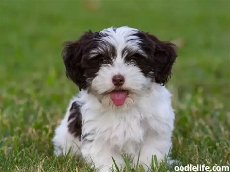 Havanese Colors Artofit