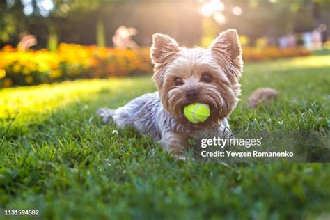 Cute Yorkie Puppies Photos And Premium High Res Pictures Getty Images