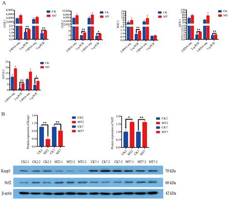 Ijms Free Full Text Melatonin Promotes The Development Of Secondary Hair Follicles In Adult