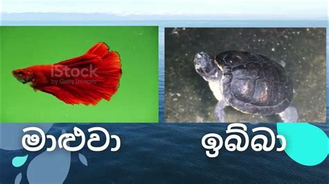 3 වසර පරිසරය පාඩම් මාලාව වත්තට එන සත්තු Youtube