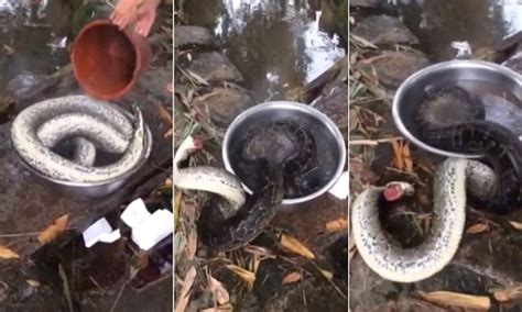 DECAPITATED Python Carries On Struggling For More Than A Minute Daily Mail Online