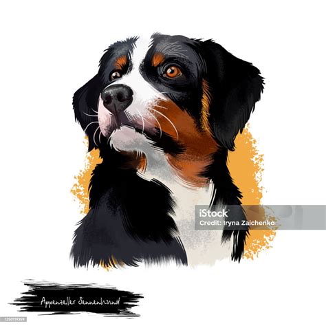 Appenzeller Sennenhund Hund Digitale Kunst Illustration Isoliert Auf