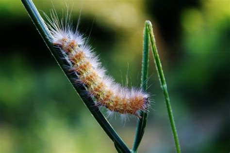 Caterpillar Plants Dandelion Flowers