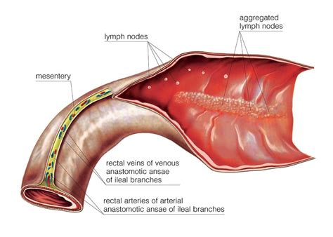 Terminal Ileum Photograph By Asklepios Medical Atlas Fine Art America